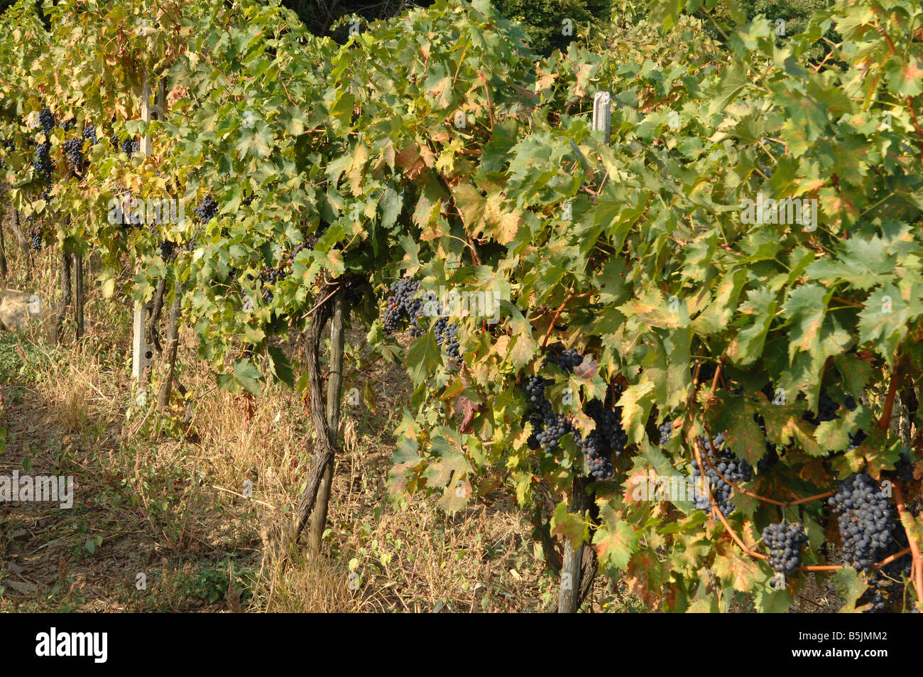 Sangiovese grapes in vineyard - Chianti region Tuscany Italy Stock ...