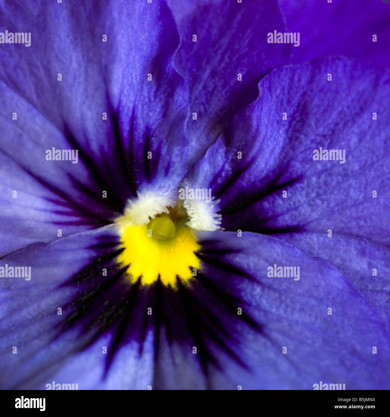 Violet heart hi-res stock photography and images - Alamy