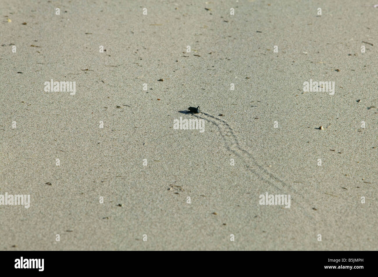 sand dune obligate beetle Stock Photo - Alamy