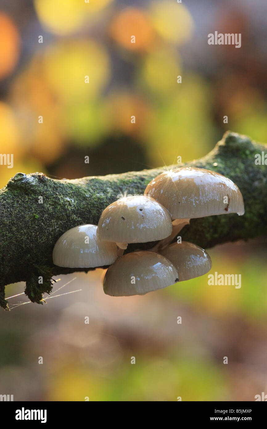 Porcelain Fungus (Oudemansiella mucida Stock Photo - Alamy