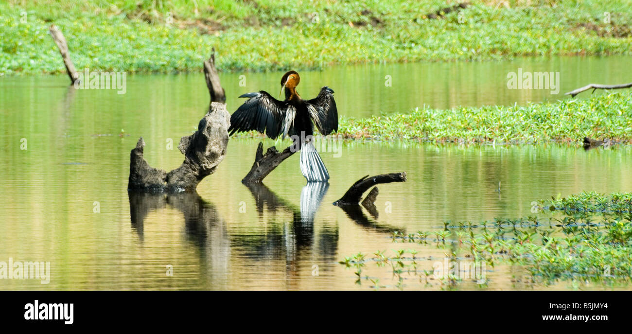 Rear View African Cormorant on Log over water spreading its wings with ...