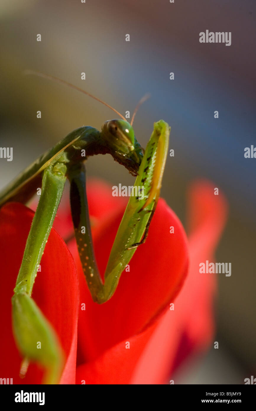 Mantis religiosa mantide religiosa insetti mantoidei Parco Valle del ...