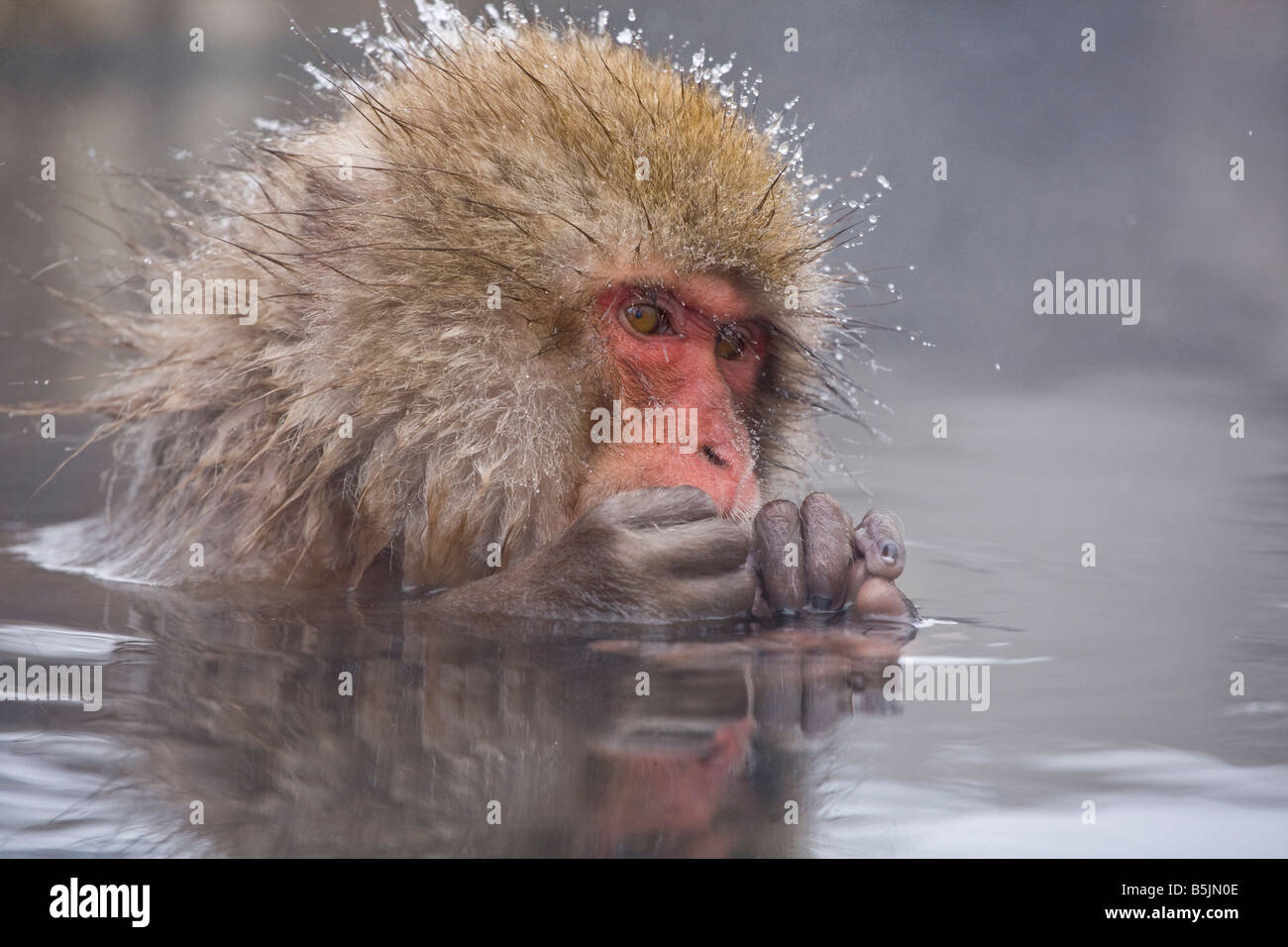 Snow Monkey in Jigokudani National Monkey Park Nagano Japan Stock Photo ...