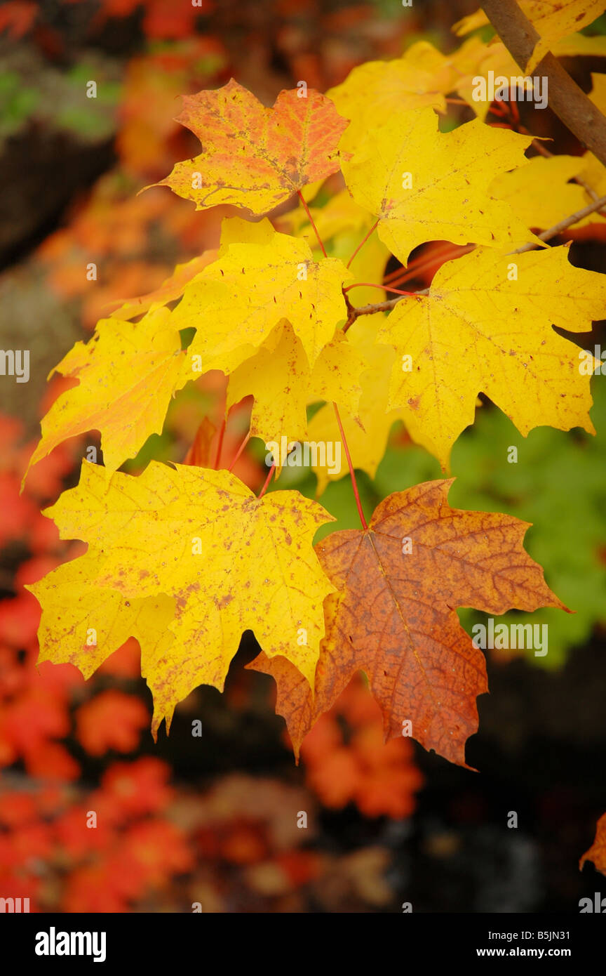 Bright and colourful fall leaves Stock Photo - Alamy