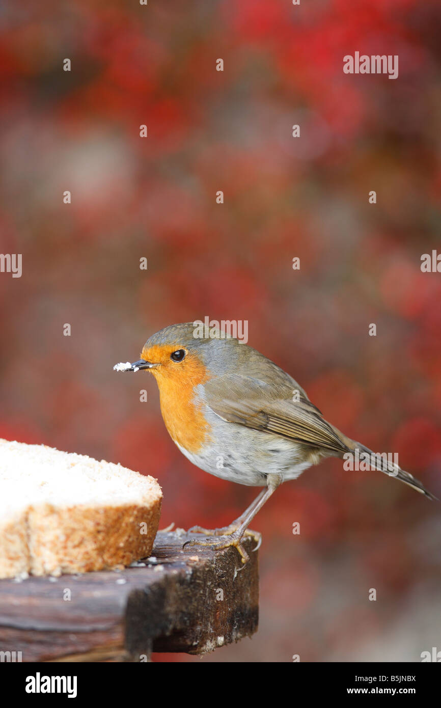 Bread bird table hi-res stock photography and images - Alamy