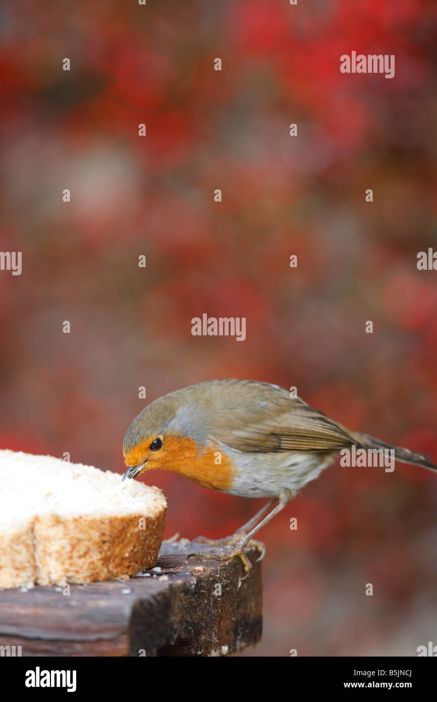 Bread bird table hi-res stock photography and images - Alamy