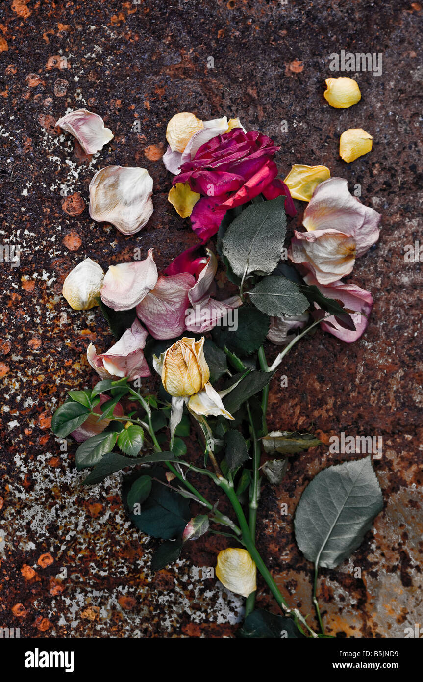 Withered petals hi-res stock photography and images - Alamy