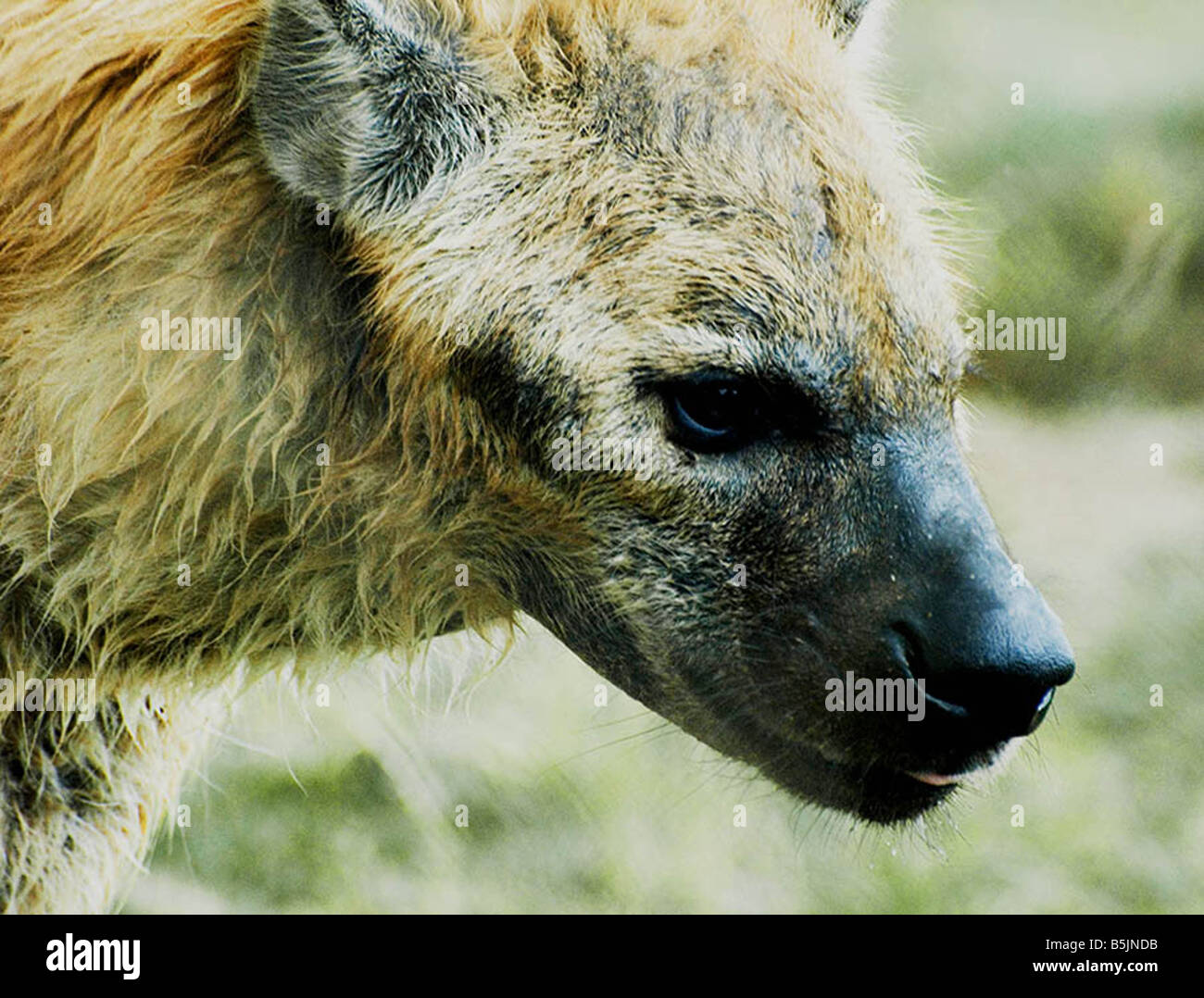 Close up of Hyena Adult head - wild African Animal Stock Photo - Alamy