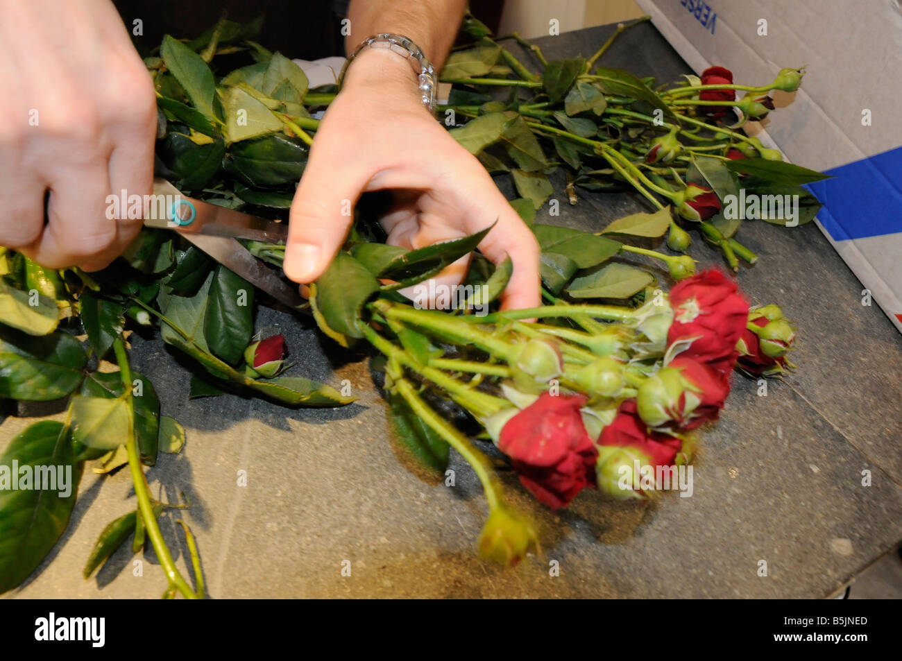 Hands a busy at work preparing roses for a bouquet Stock Photo - Alamy