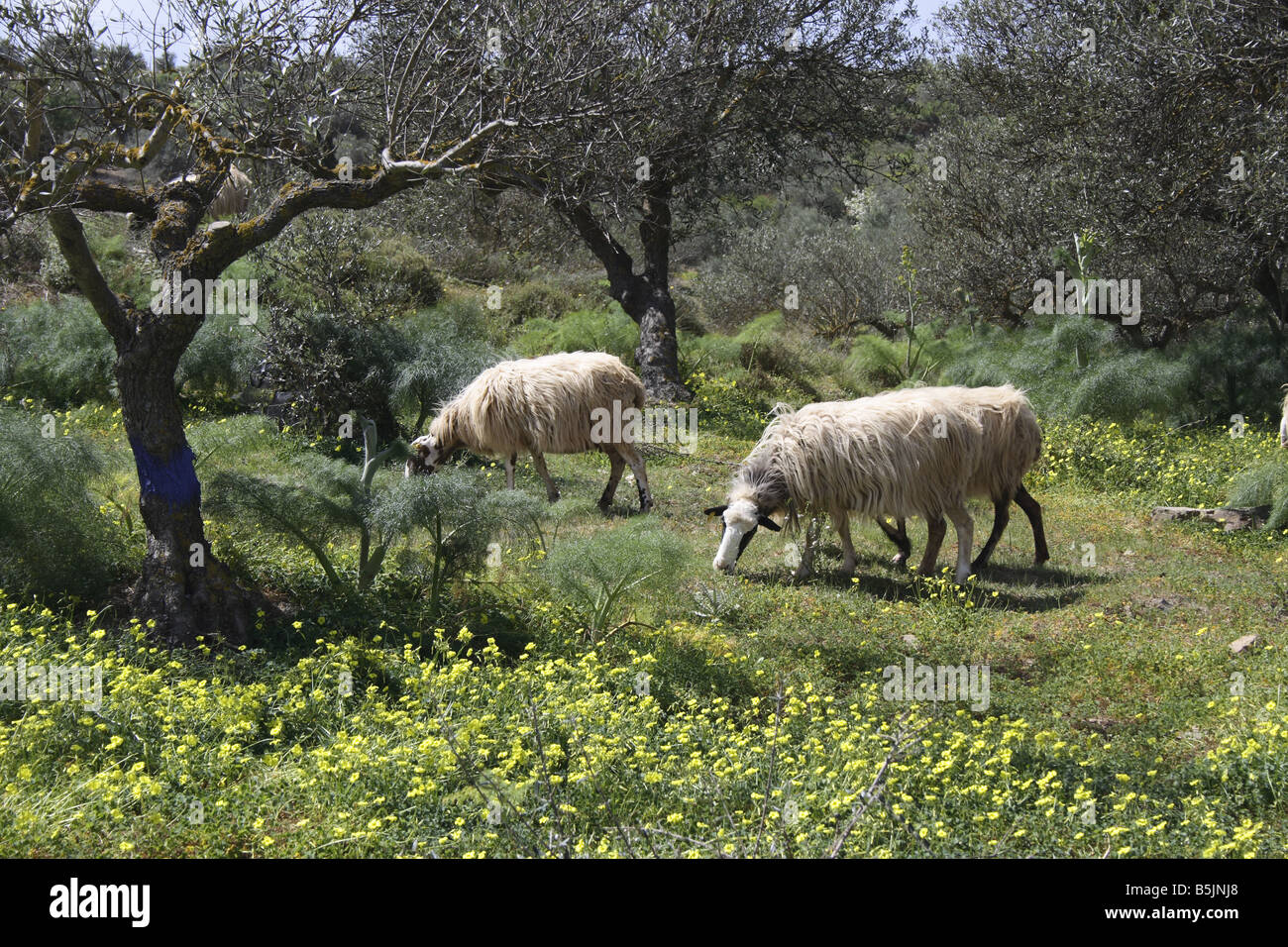 Olive tree sheep hi-res stock photography and images - Alamy