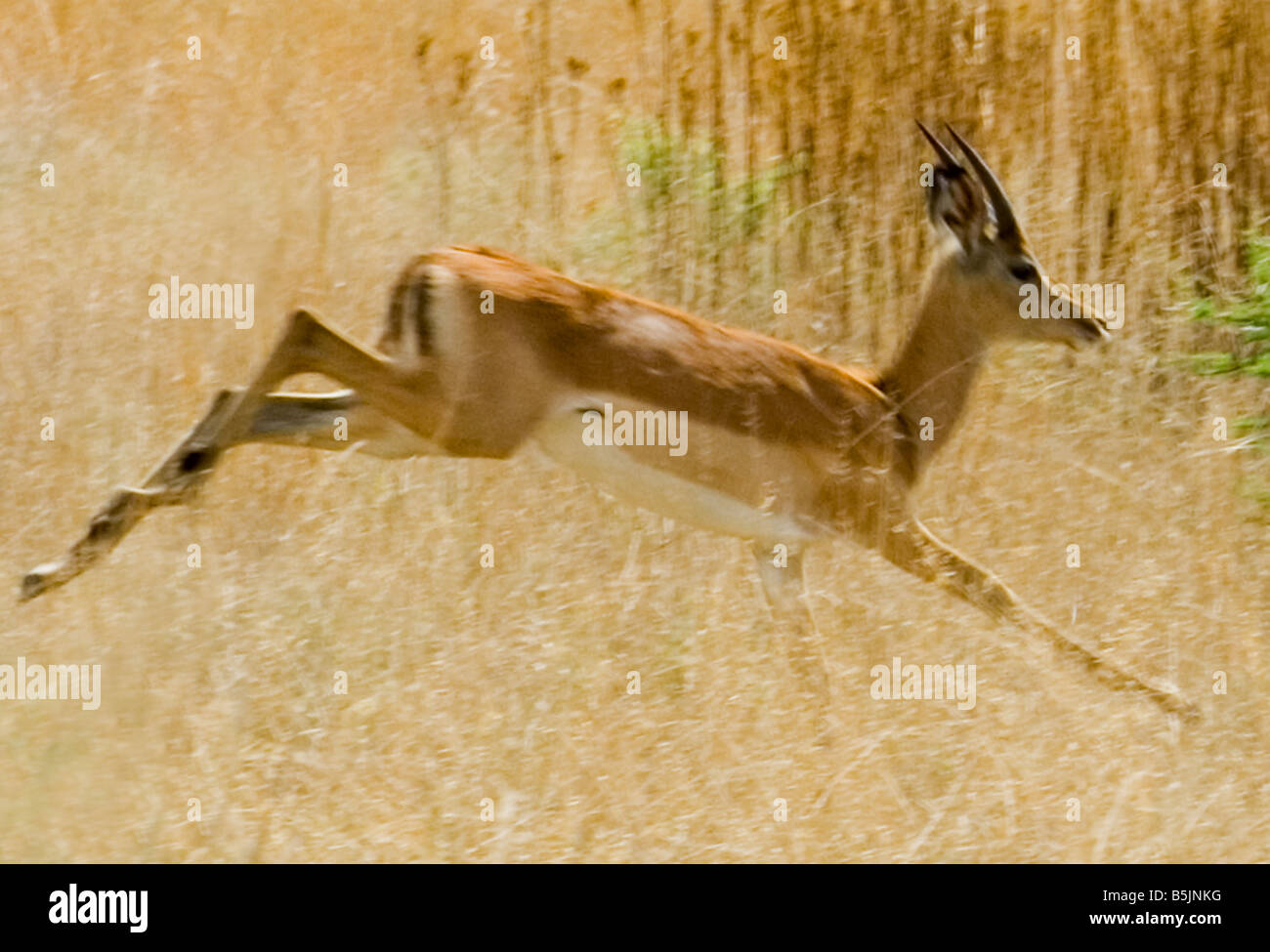 Springbok jumping hi-res stock photography and images - Alamy