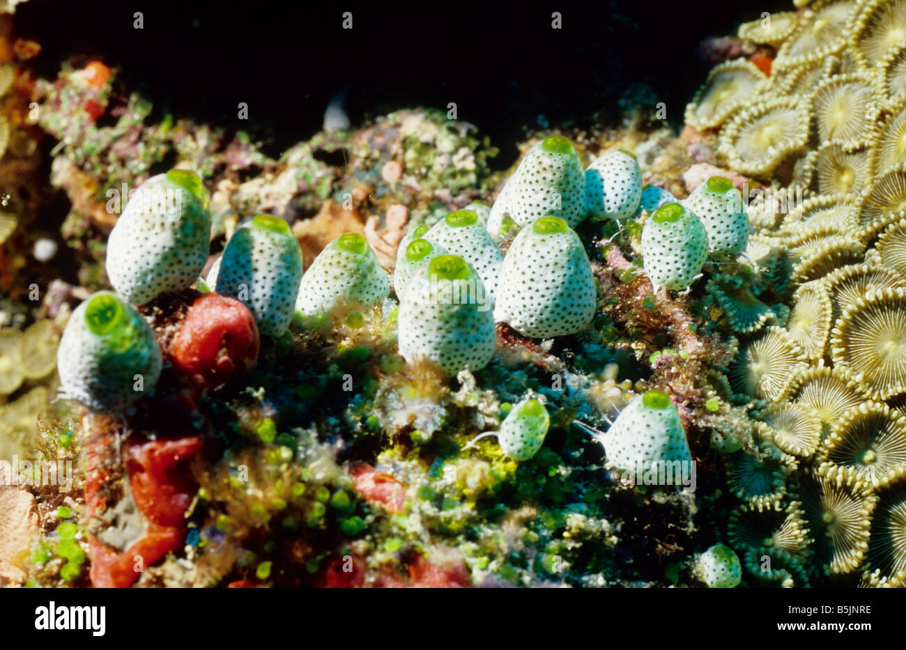 Didemnum molle hi-res stock photography and images - Alamy