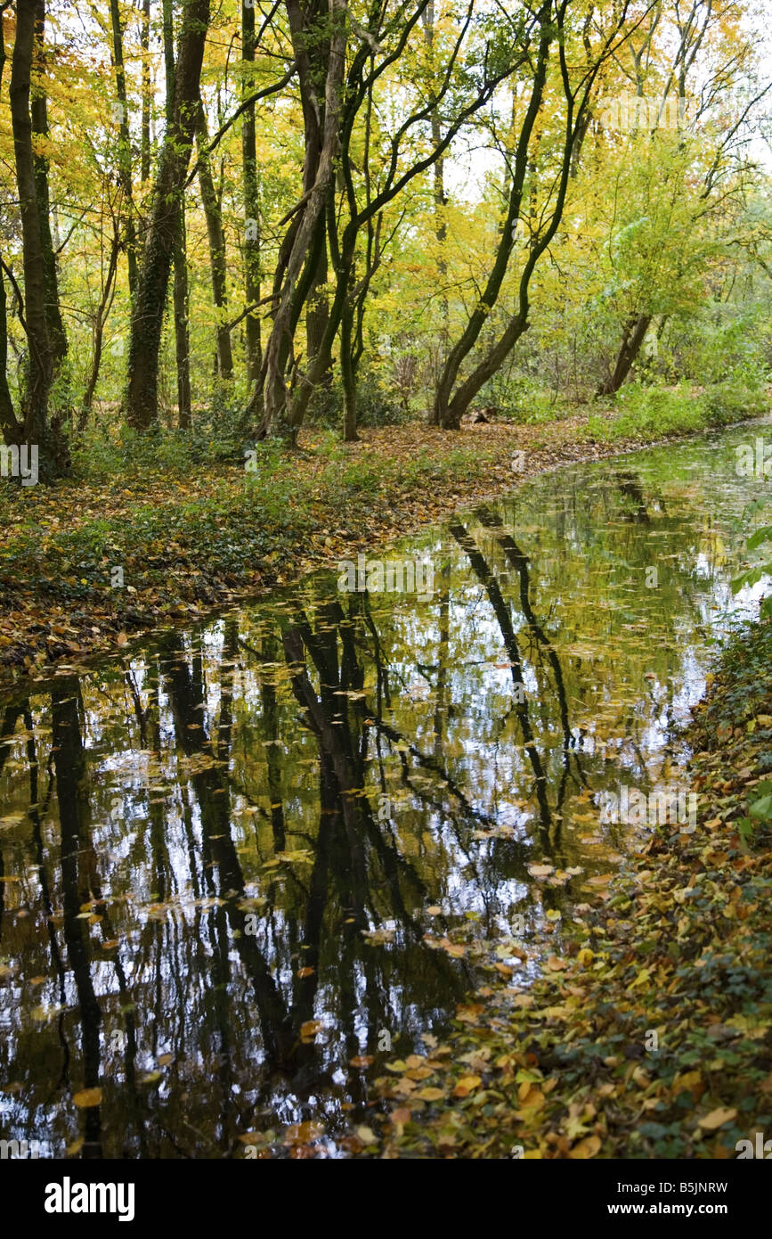 Ditch with floating autumn leaves and reflection of trees in the water, Alblasserdam, Holland ...