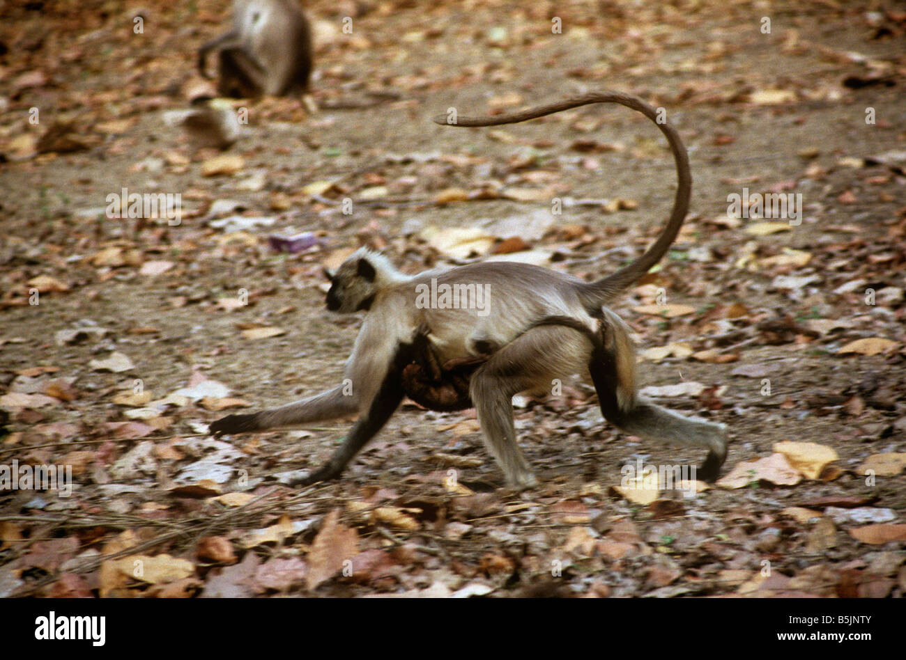 Common langurs Semnopithecus entellus Cercopithecidae mother with baby ...