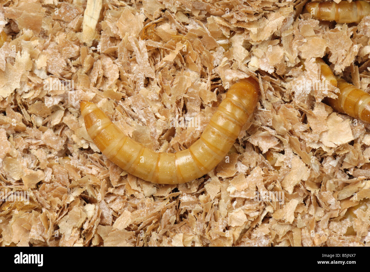 Tenebrio molitor hi-res stock photography and images - Alamy