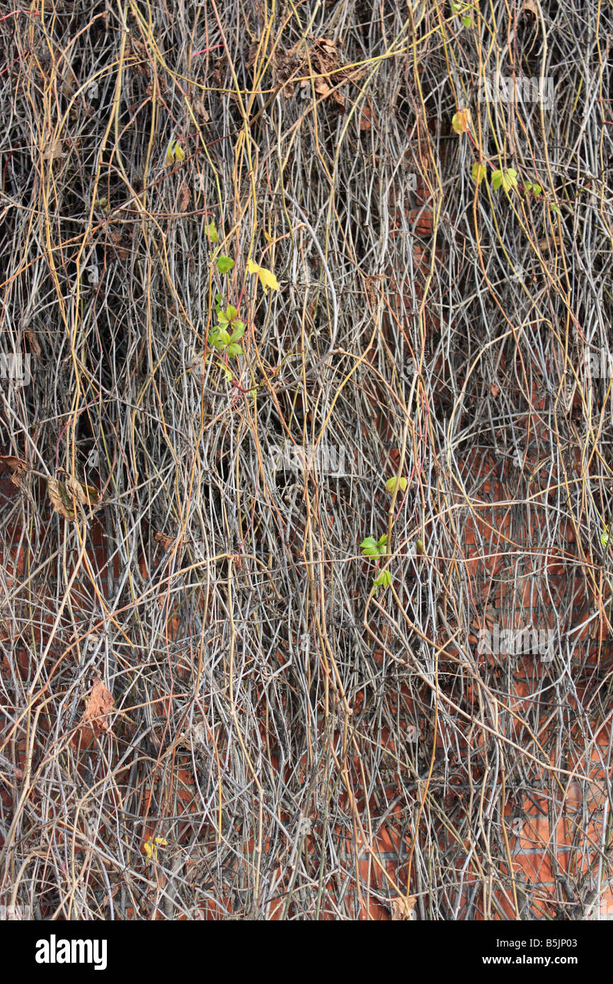 Vine twig hi-res stock photography and images - Alamy