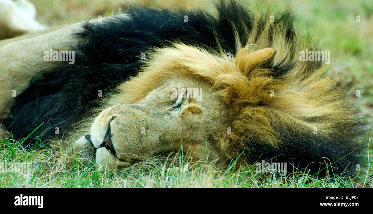 Sleeping Adult Male Lion Stock Photo - Alamy