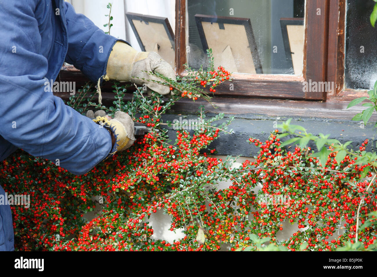 PRUNING COTONEASTER HORIZONTALIS ROUND WINDOW SILL Stock Photo - Alamy