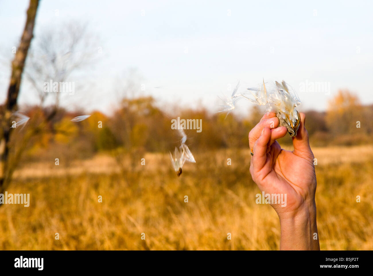 Wind blown seeds hi-res stock photography and images - Alamy