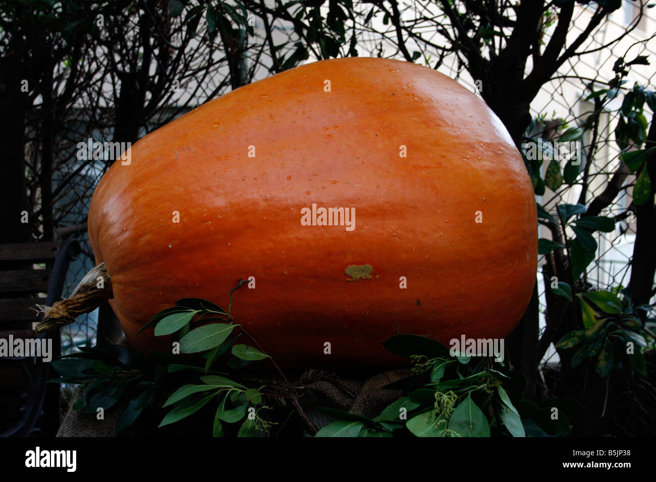 Big orange pumpkins in hi-res stock photography and images - Alamy