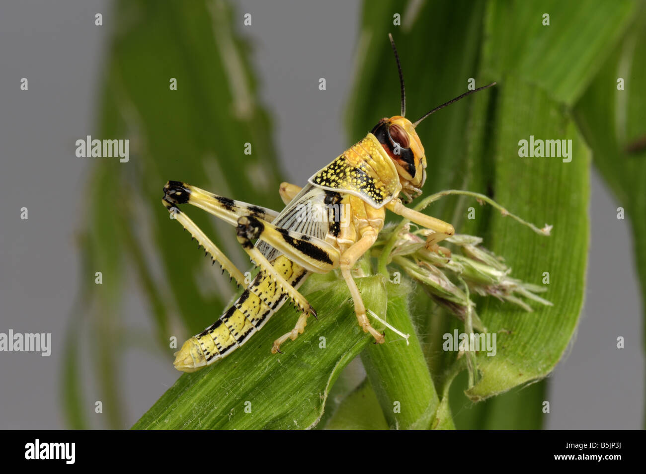Desert locust Schistocerca gregaria hopper nymph head on on a maize ...