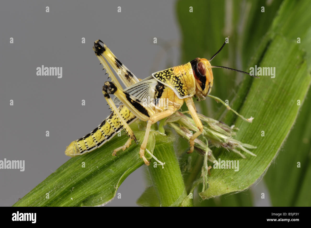 Desert locust Schistocerca gregaria hopper nymph head on on a maize ...