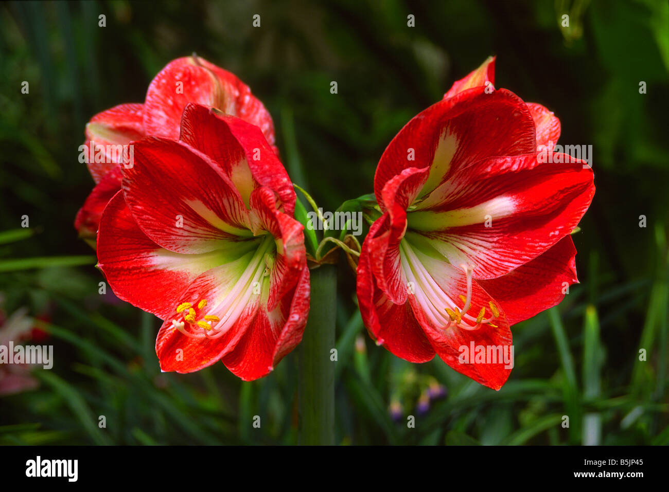 Bright red flowers in Balboa Park, San Diego Stock Photo - Alamy