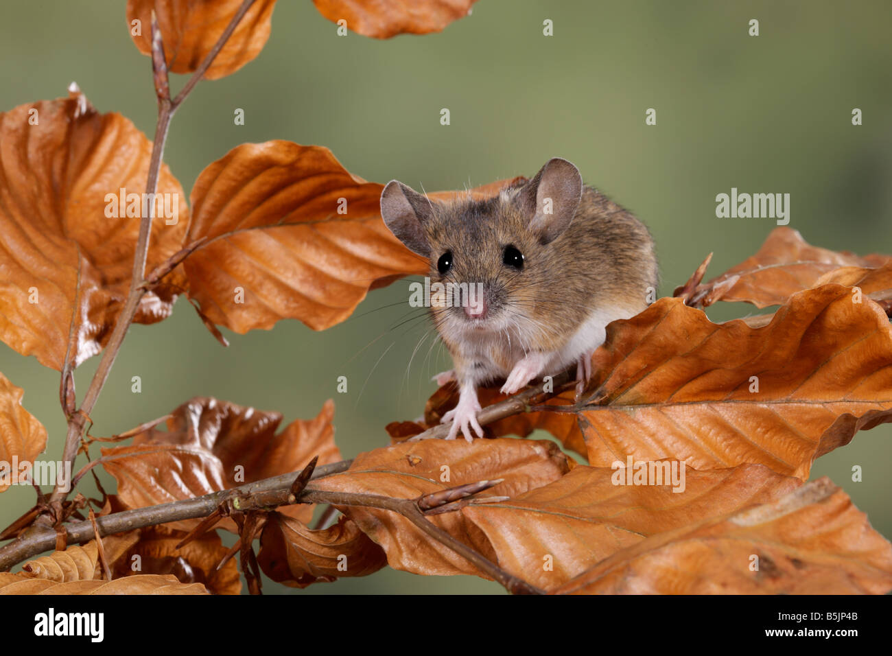 Mouse in leaves hi-res stock photography and images - Alamy