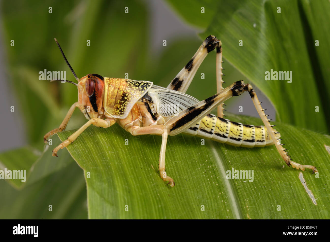 Desert locust Schistocerca gregaria hopper nymph head on on a maize ...