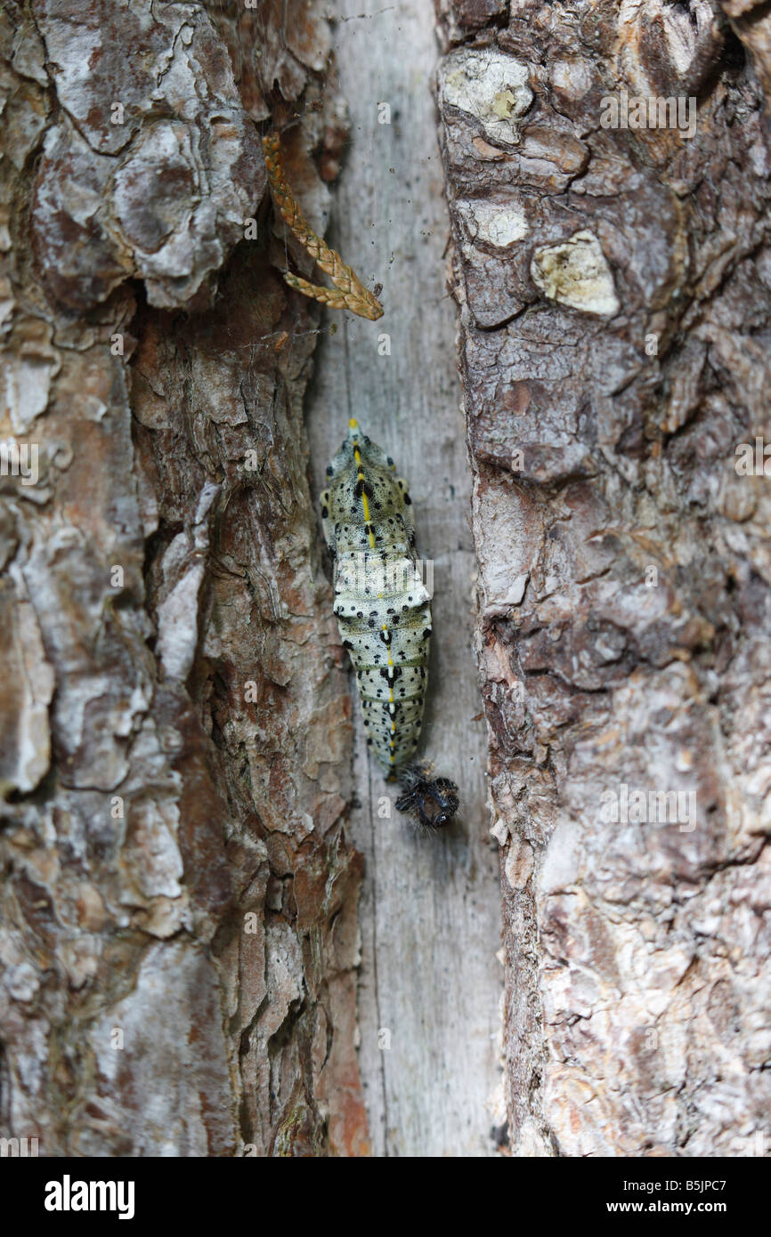 Large white chrysalis hi-res stock photography and images - Alamy