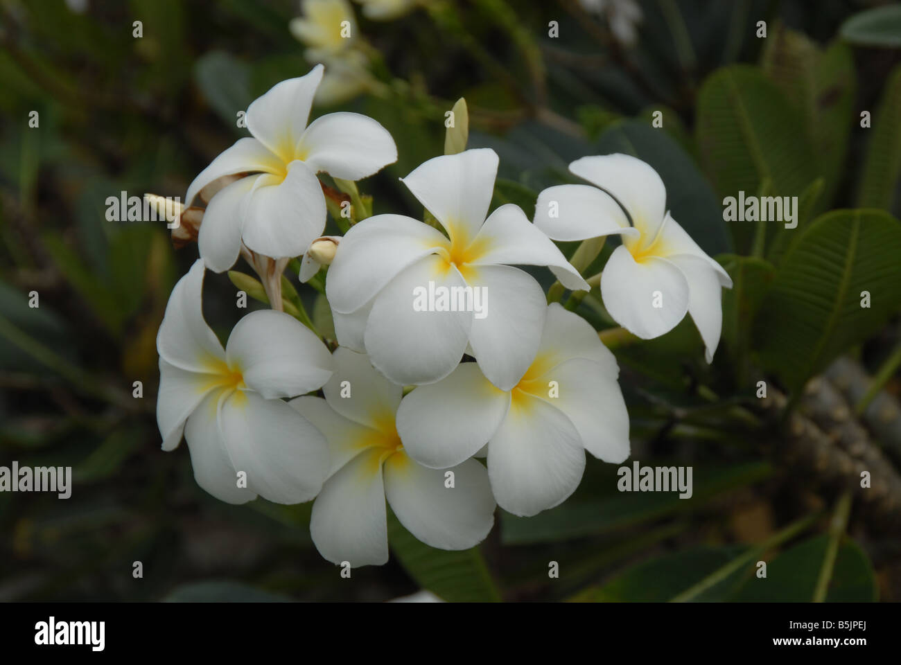 Red plumeria plumeria rubra hi-res stock photography and images - Alamy
