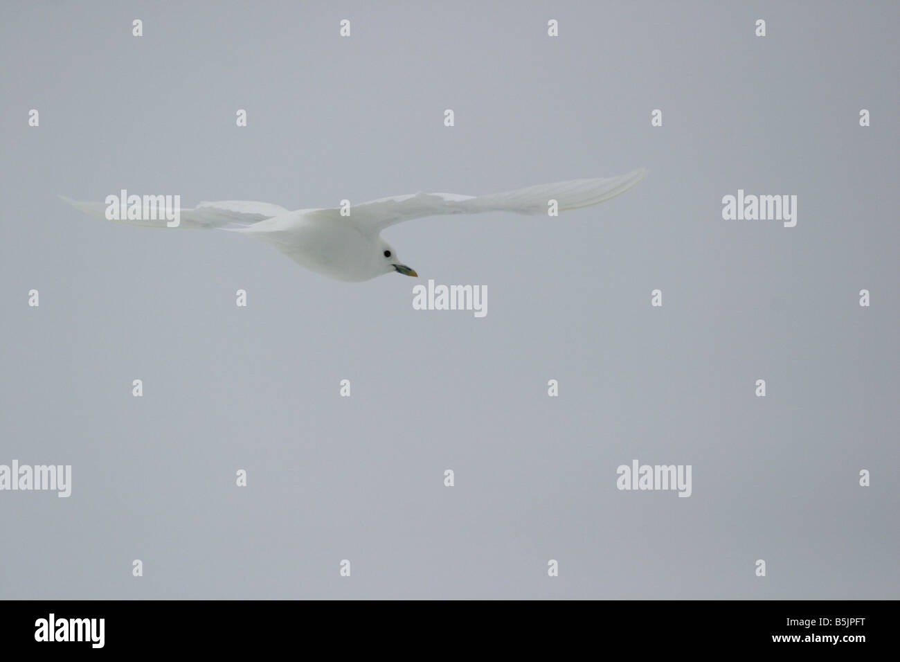 Ivory Gull, Pagophila eburnea, in flight in the Arctic Stock Photo - Alamy