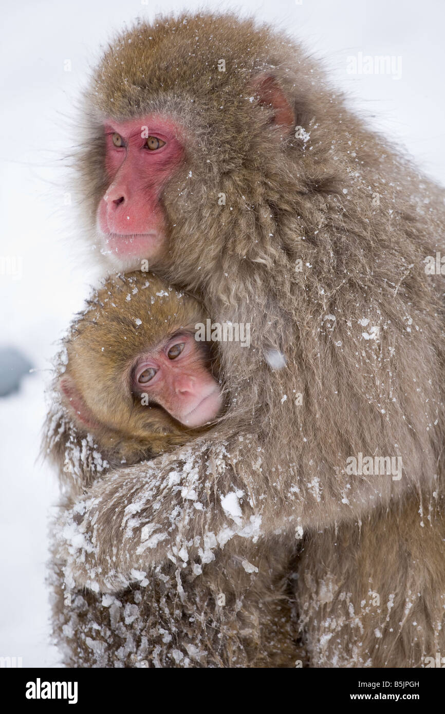 Jigokudani National Monkey Park, Nagano, Japan: Japanese Snow Monkeys ...