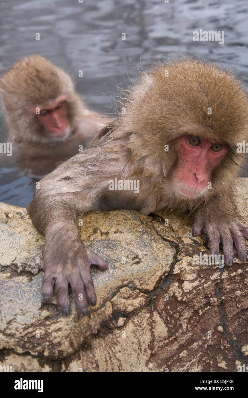 Snow Monkeys in Jigokudani National Monkey Park Nagano Japan Stock ...
