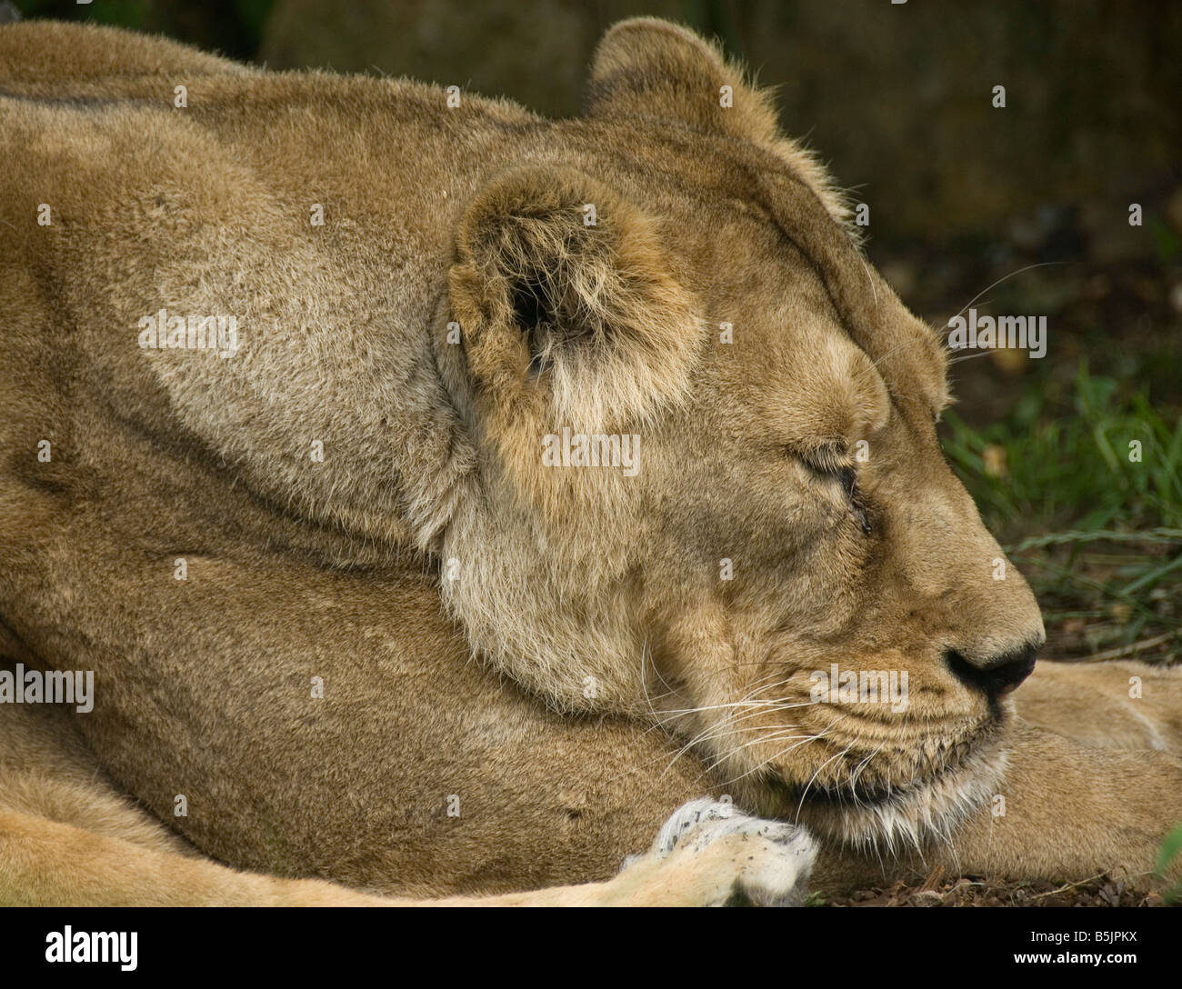 Sleeping female Asiatic Lioness (Panthera Leo Persica), Zoo, England ...