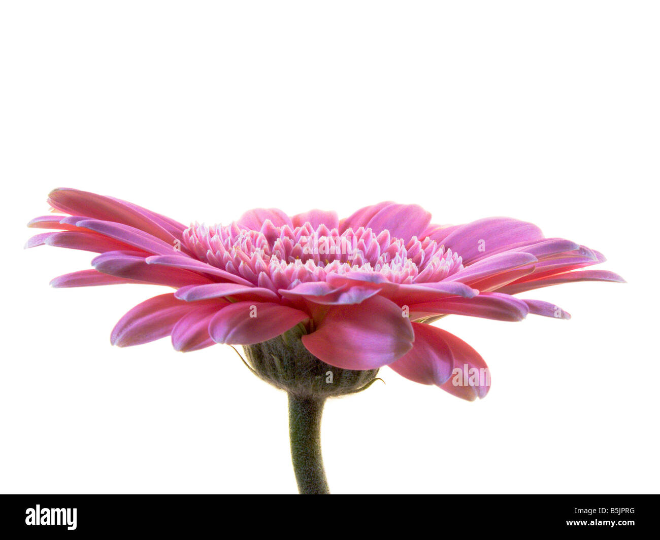 Single Gerbera Daisy Germini Kimsey on White Background Stock Photo - Alamy