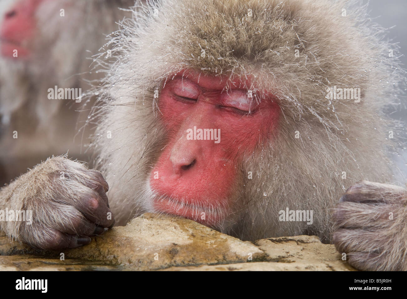 Snow Monkeys in Jigokudani National Monkey Park Nagano Japan Stock ...