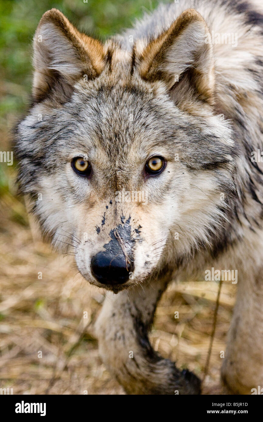 A young grey wolf stares at the camera, in the midst of his game Stock ...