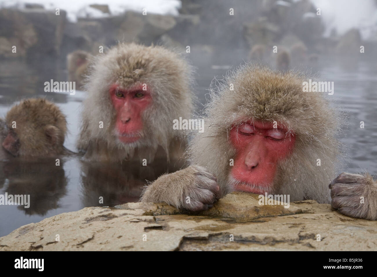 Snow Monkeys in Jigokudani National Monkey Park Nagano Japan Stock ...