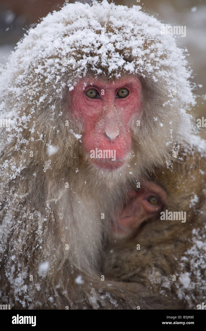 Jigokudani National Monkey Park, Nagano, Japan: Japanese Snow Monkeys ...
