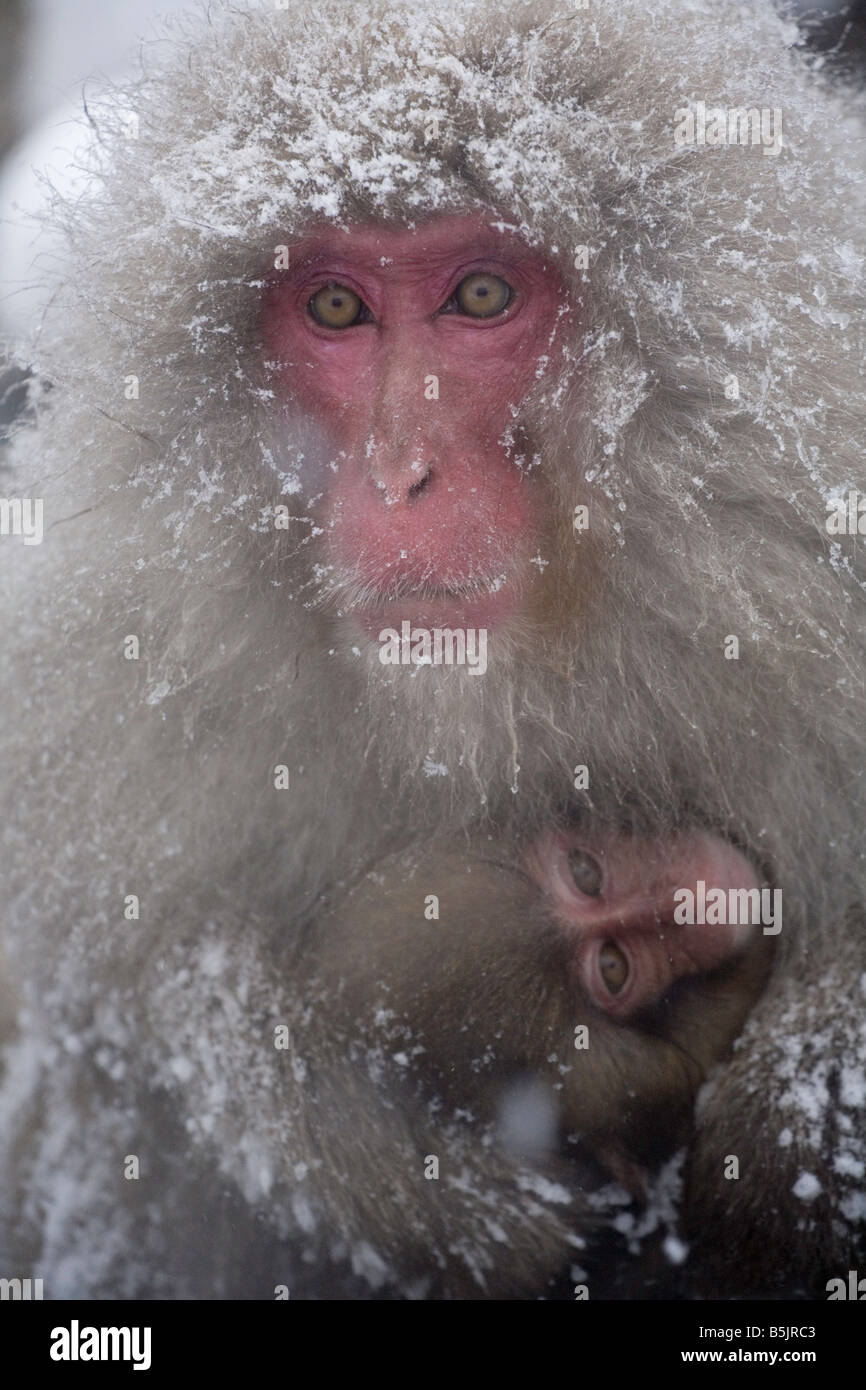 Jigokudani National Monkey Park, Nagano, Japan: Japanese Snow Monkeys ...