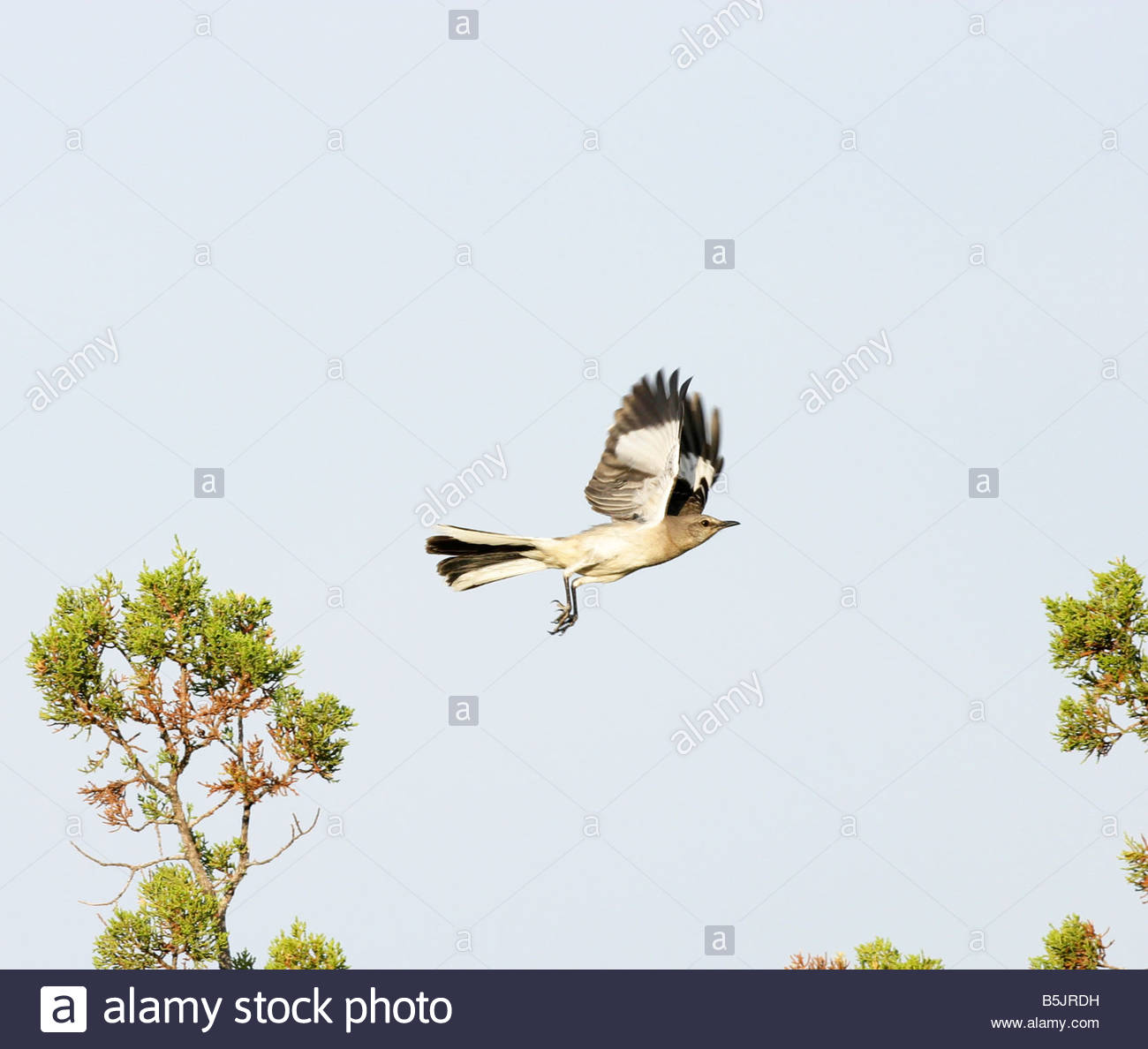 Northern Mockingbird Flight High Resolution Stock Photography and ...