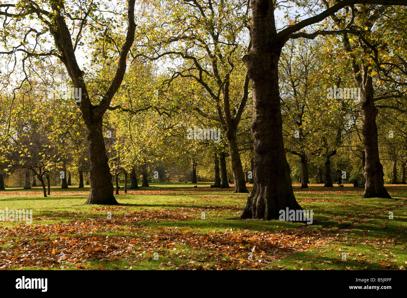 Autumn leaves in Green Park London England UK Stock Photo - Alamy