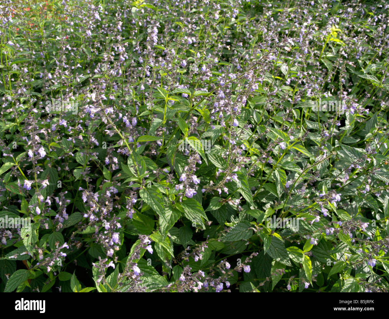 Sage (Salvia misella Stock Photo - Alamy