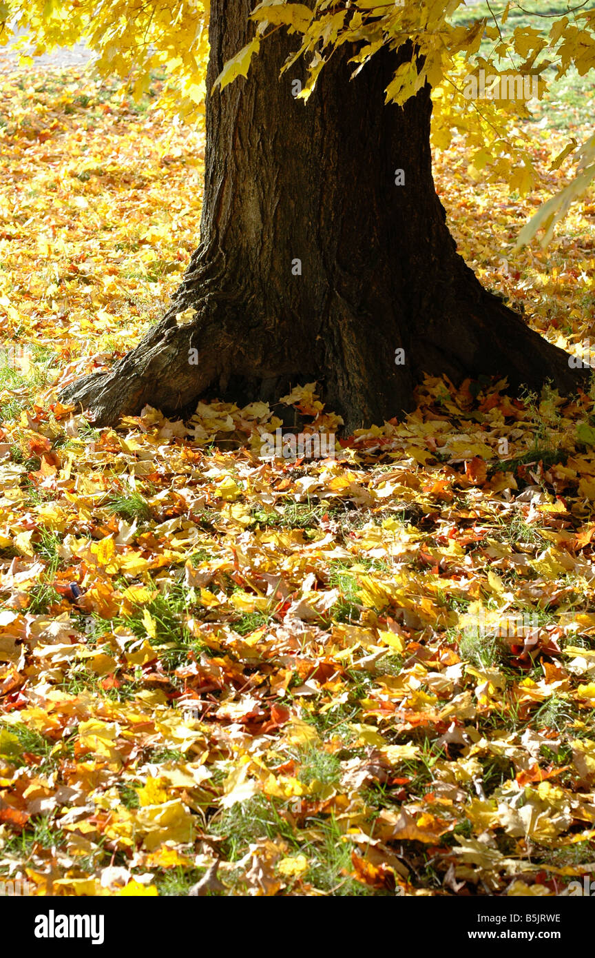 Many mulitcoloured leaves strewn about the ground underneath a large ...