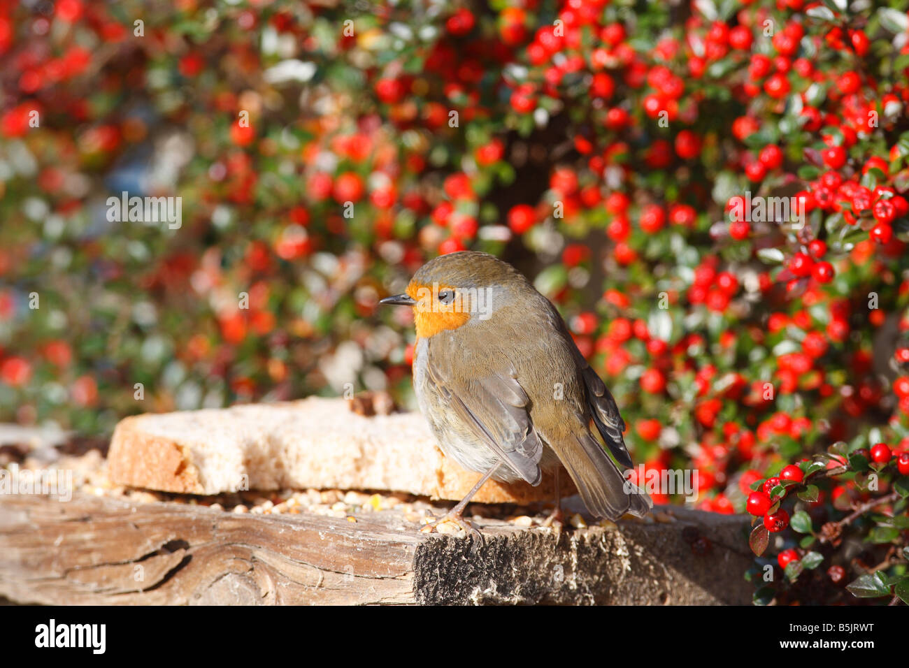 Robin bird table hi-res stock photography and images - Alamy