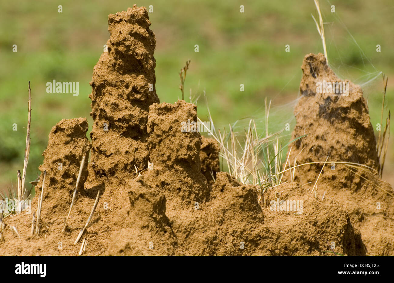 Termites mound hi-res stock photography and images - Alamy