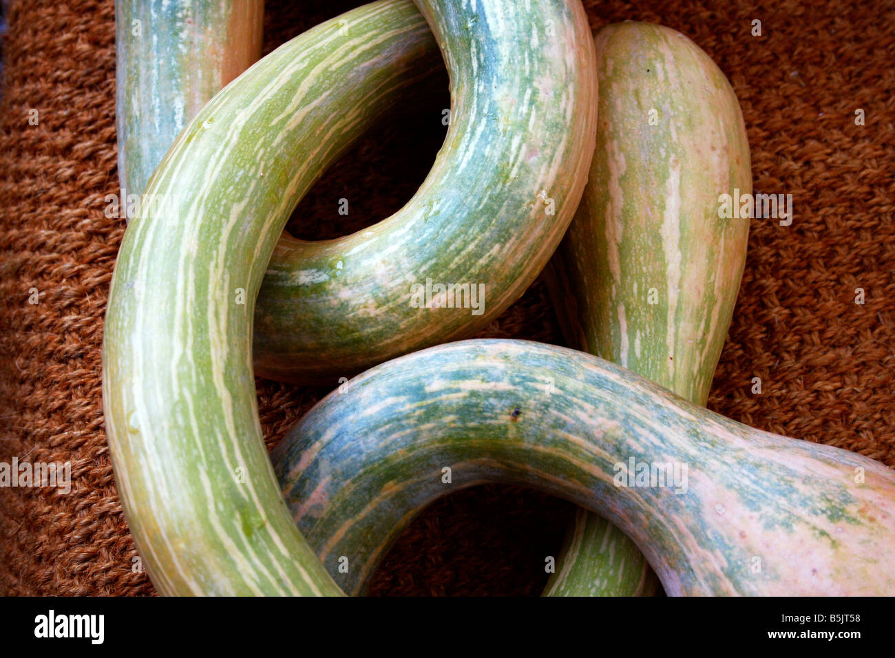 interlacement of yellow and green pumpkins Stock Photo - Alamy