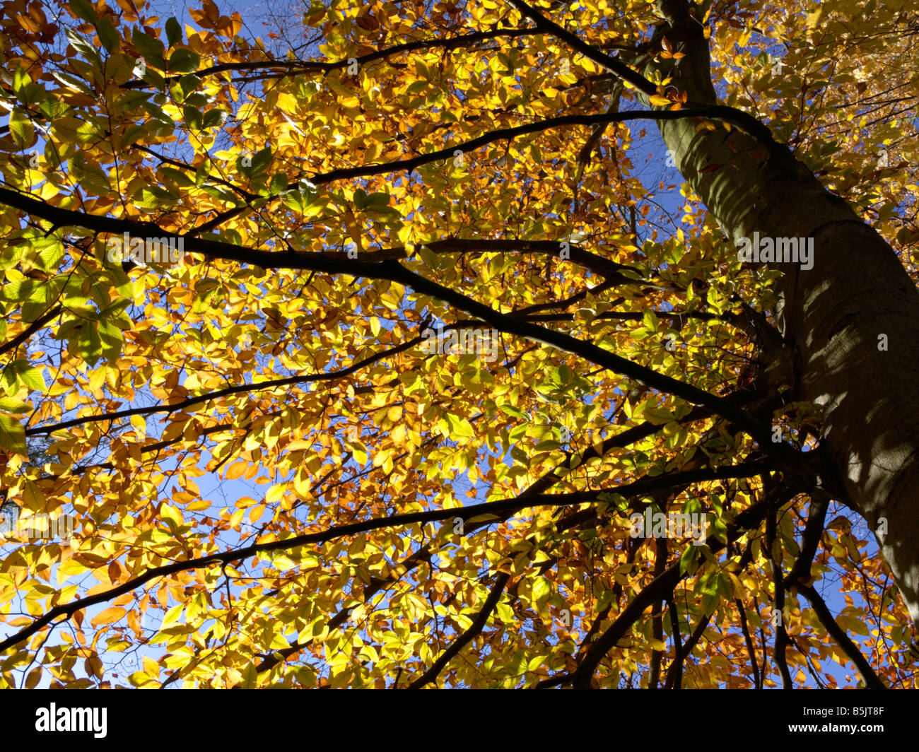 American beech tree hi-res stock photography and images - Alamy