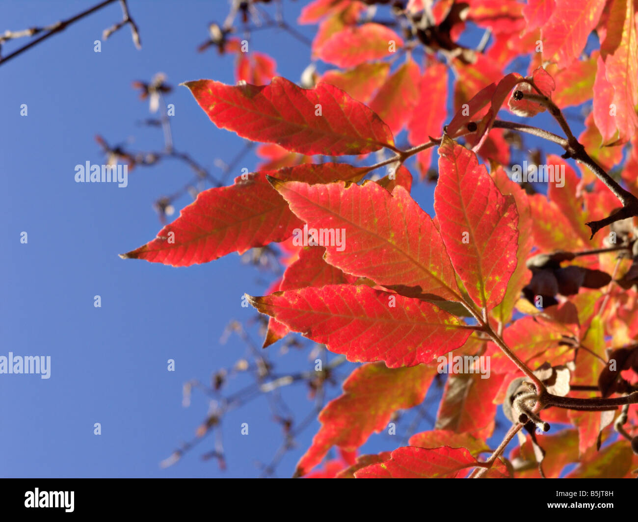 Nikko maple (Acer maximowiczianum syn. Acer nikoense Stock Photo - Alamy